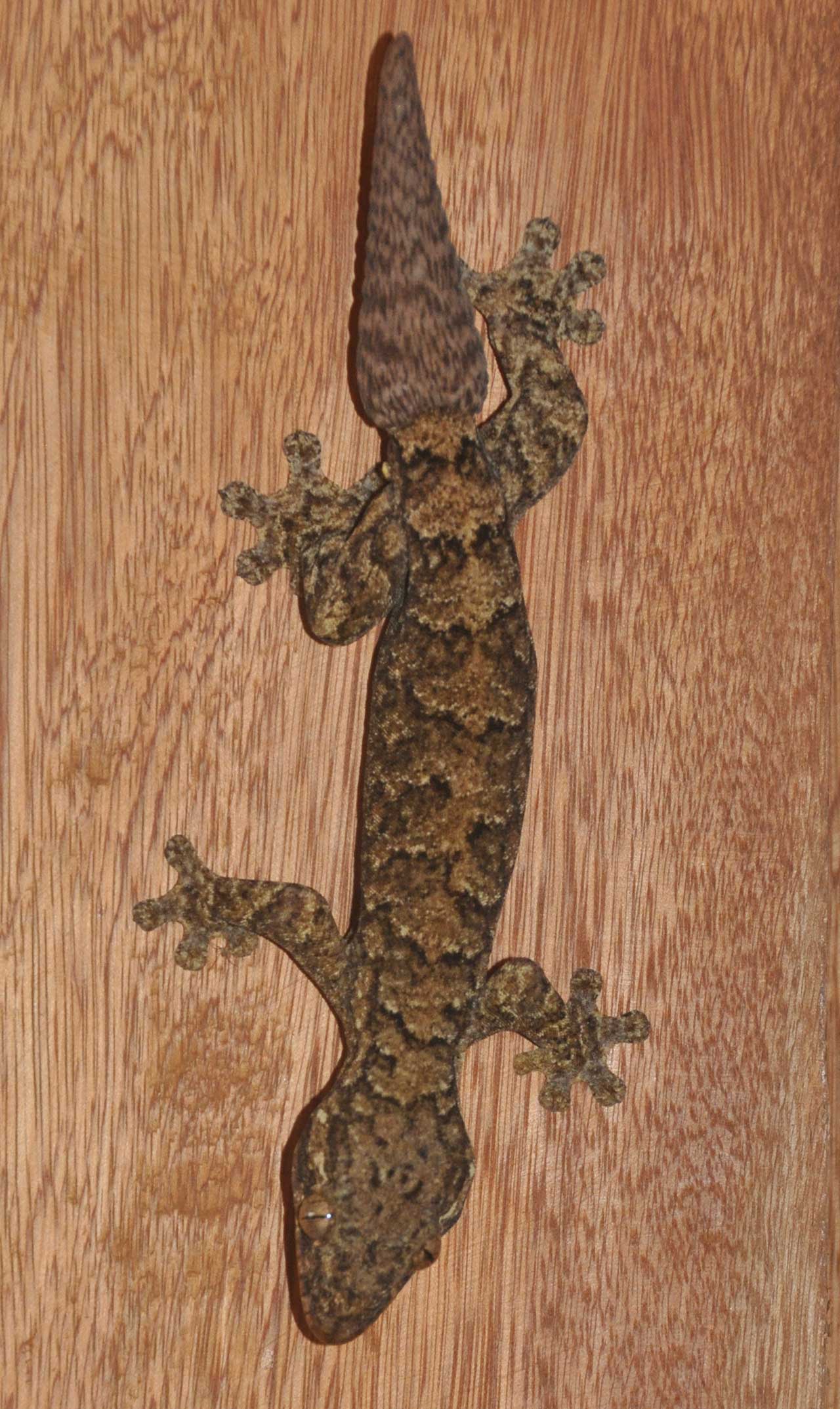 Sabal_Beach_Belize_Lizard - Sabal Beach Belize