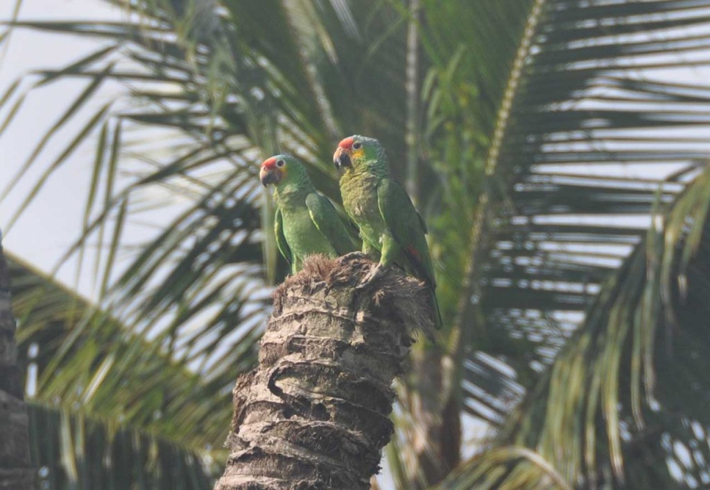 Sabal_Beach_Belize_Parrots - Sabal Beach Belize