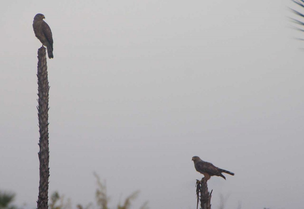 Sabal_Beach_Belize_Roadside_Hawks - Sabal Beach Belize